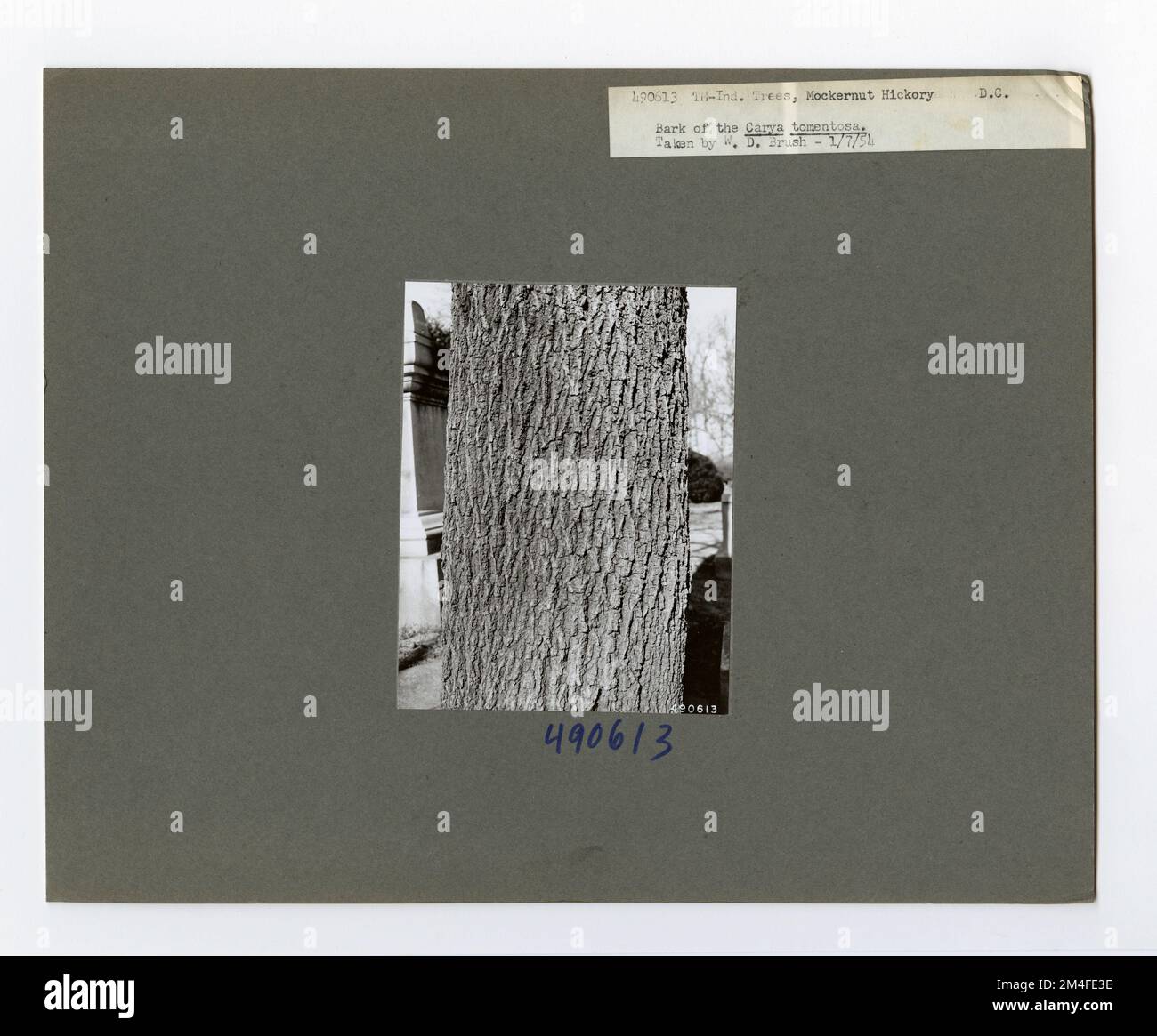 Tree Identification - Hickory: Mockernut. Photographs Relating to ...
