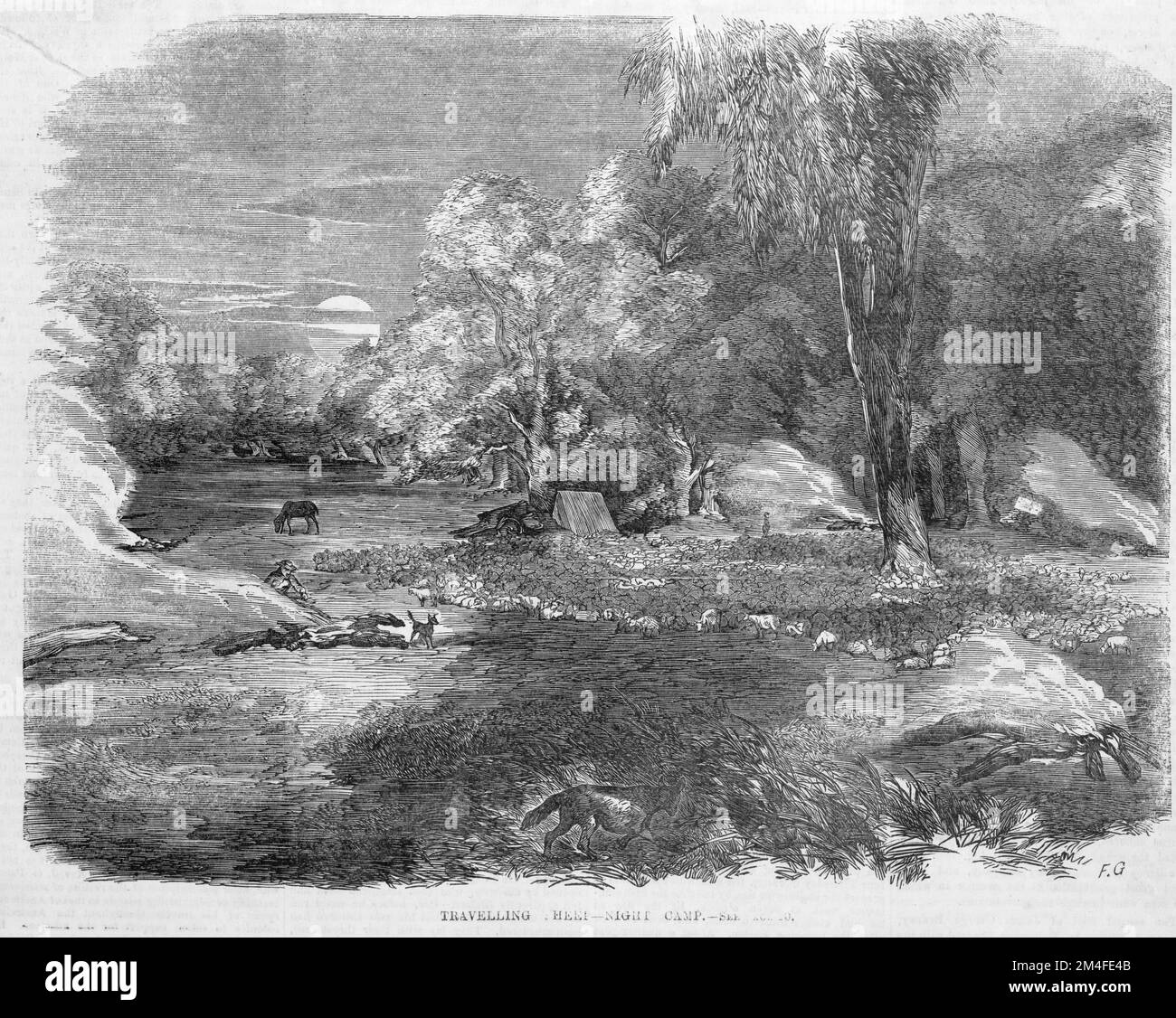 Travelling Sheep - Night Camp. 1866. Shows a mob of sheep resting with ...