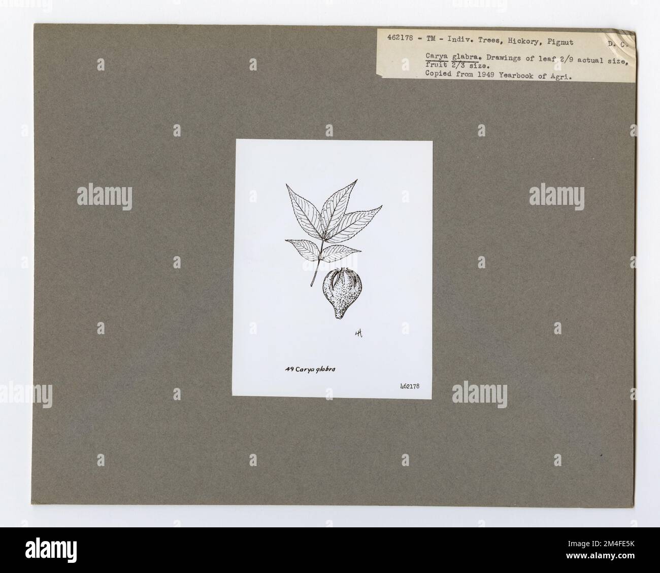 Pignut hickory hi-res stock photography and images - Alamy