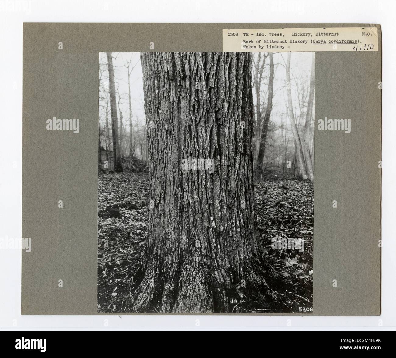 Tree Identification - Hickory: Bitternut. Photographs Relating to ...