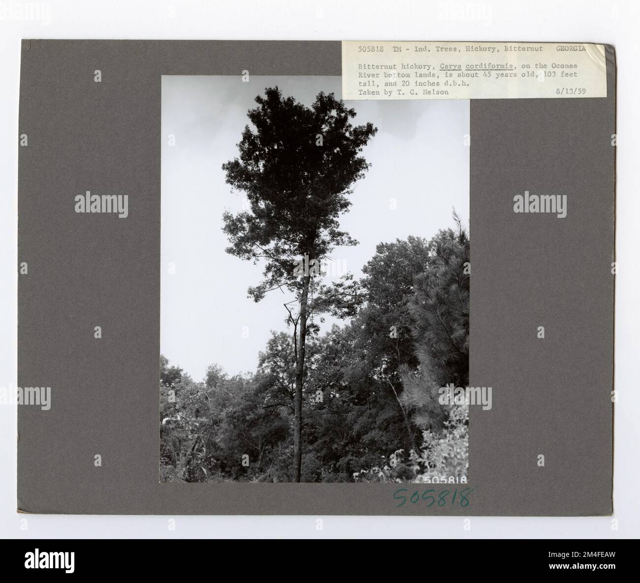 Tree Identification - Hickory: Bitternut. Photographs Relating to ...