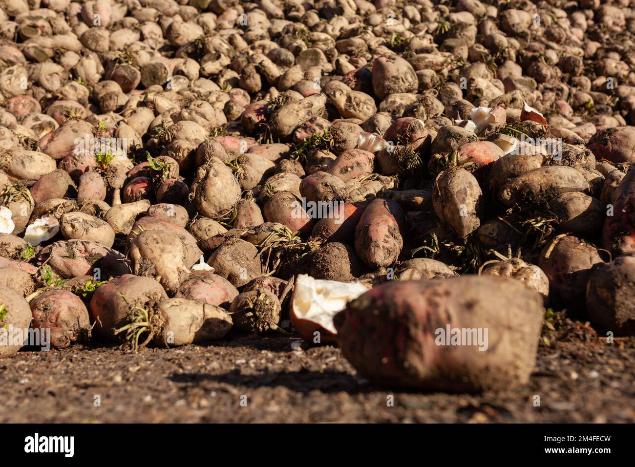 Sugar beets industry hi-res stock photography and images - Alamy