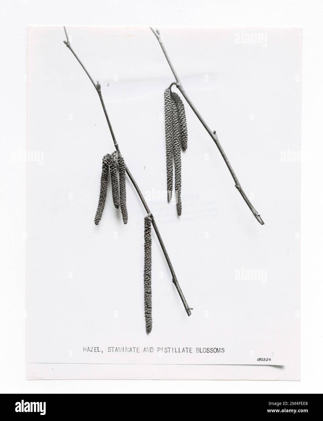 Tree Identification - Hazel. Photographs Relating to National Forests ...