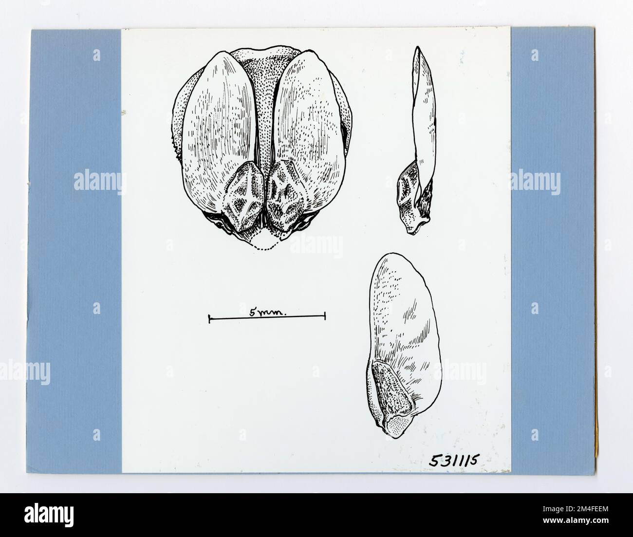 Chinese hemlock hi-res stock photography and images - Alamy