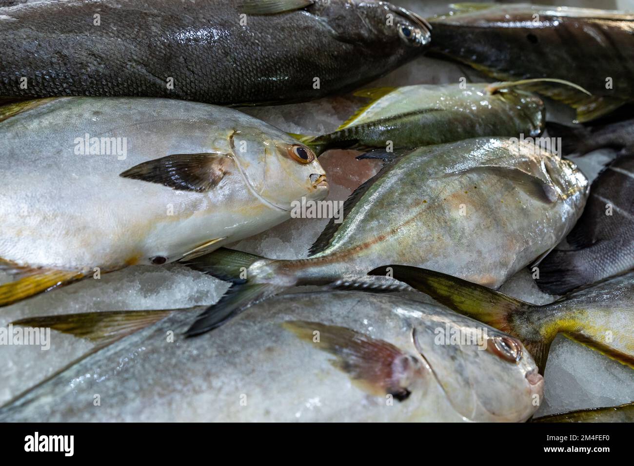Selling fresh fish in the local fish market in Muscat, Oman Stock Photo ...
