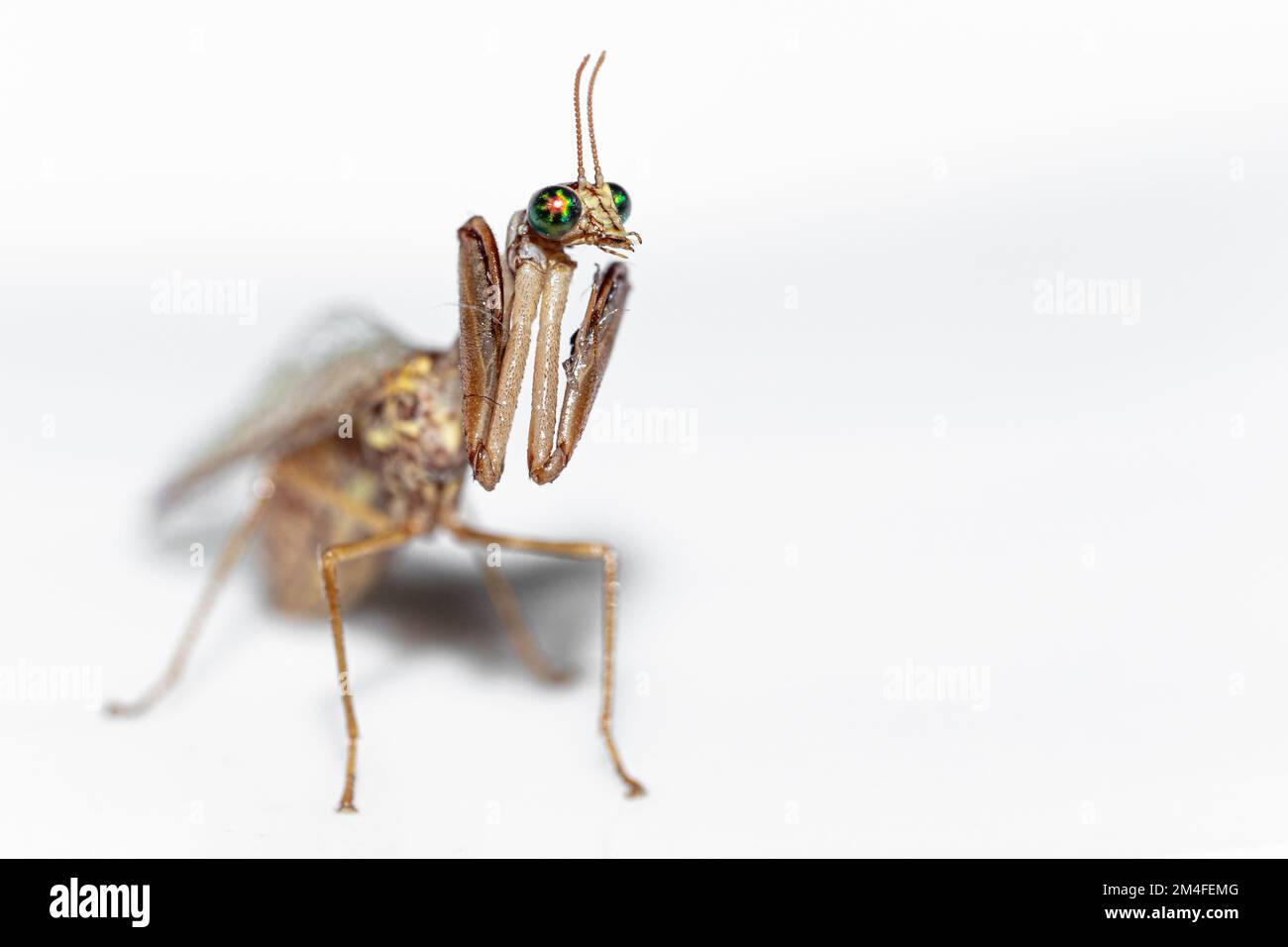 Cute isolated baby praying mantis insect with white background Stock ...