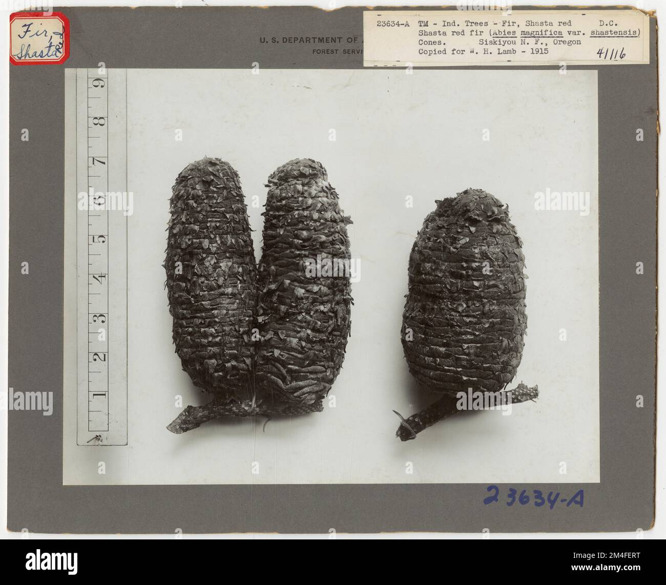 Tree Identification - Fir- Shasta Red. Photographs Relating to National ...