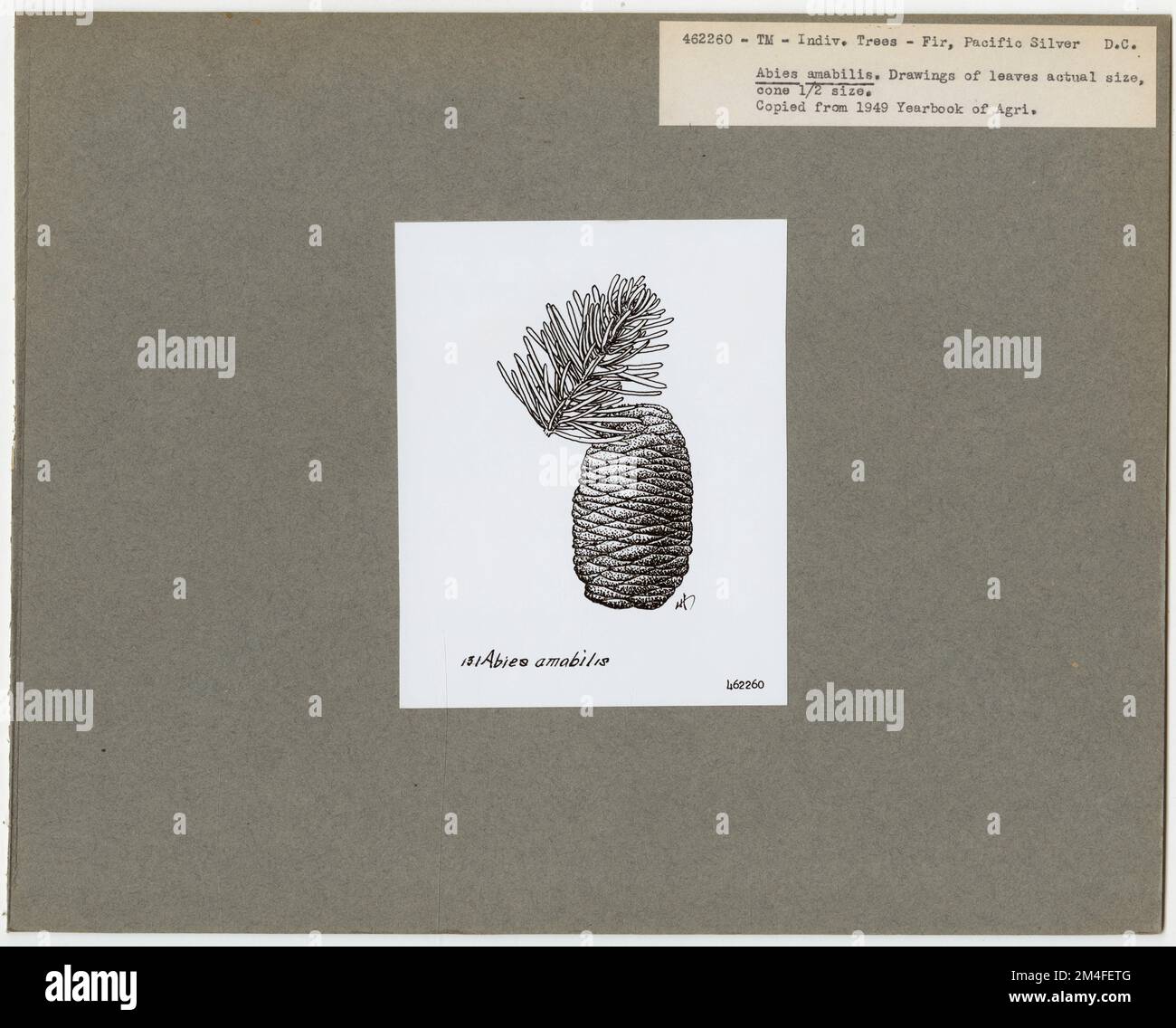 Tree Identification - Fir- Silver. Photographs Relating to National ...