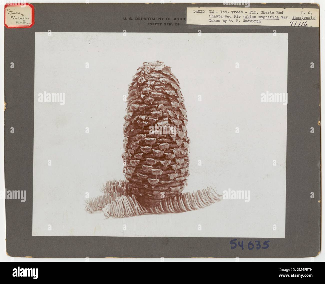 Shasta red fir hi-res stock photography and images - Alamy