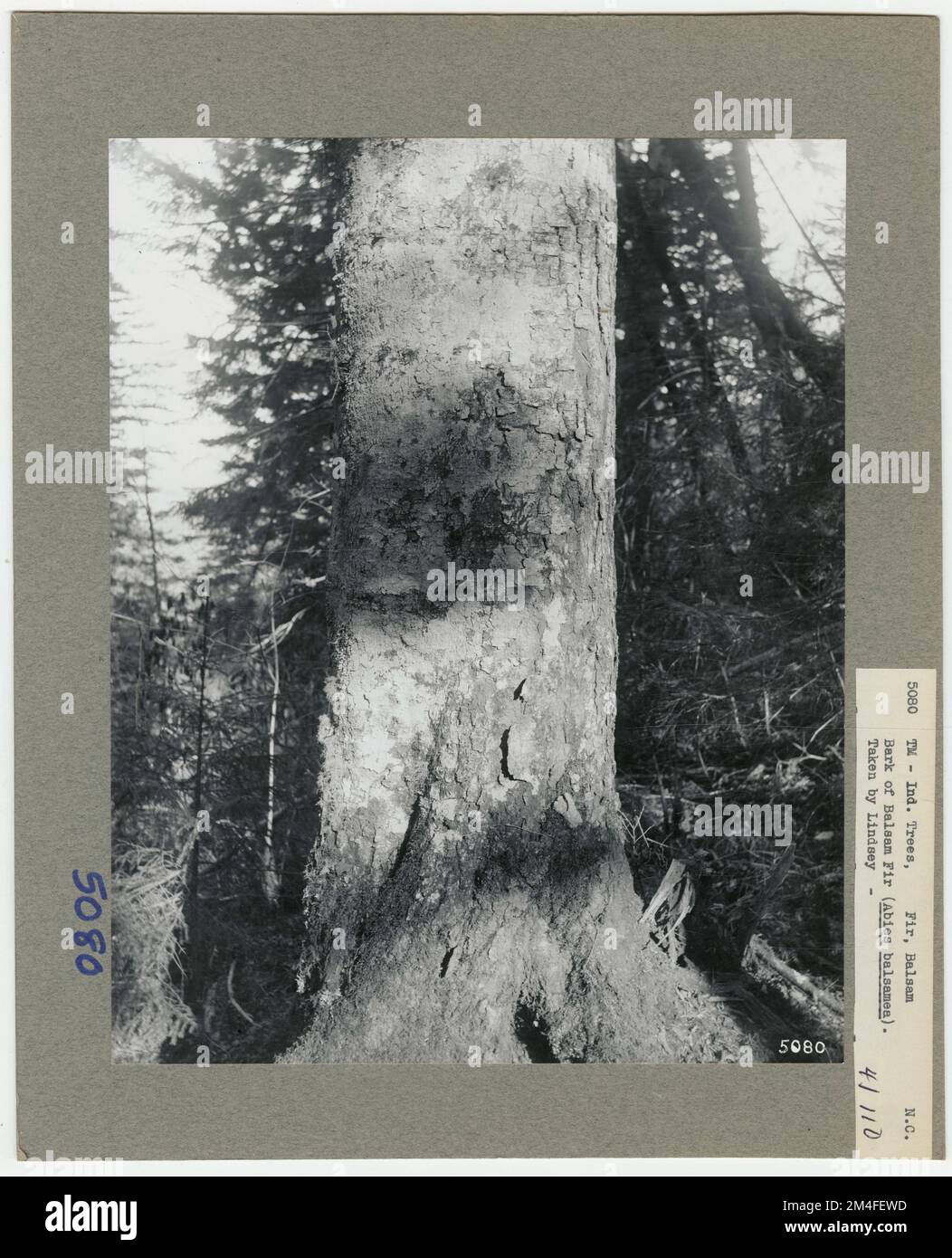 Tree Identification - Fir- Balsam. Photographs Relating to National ...