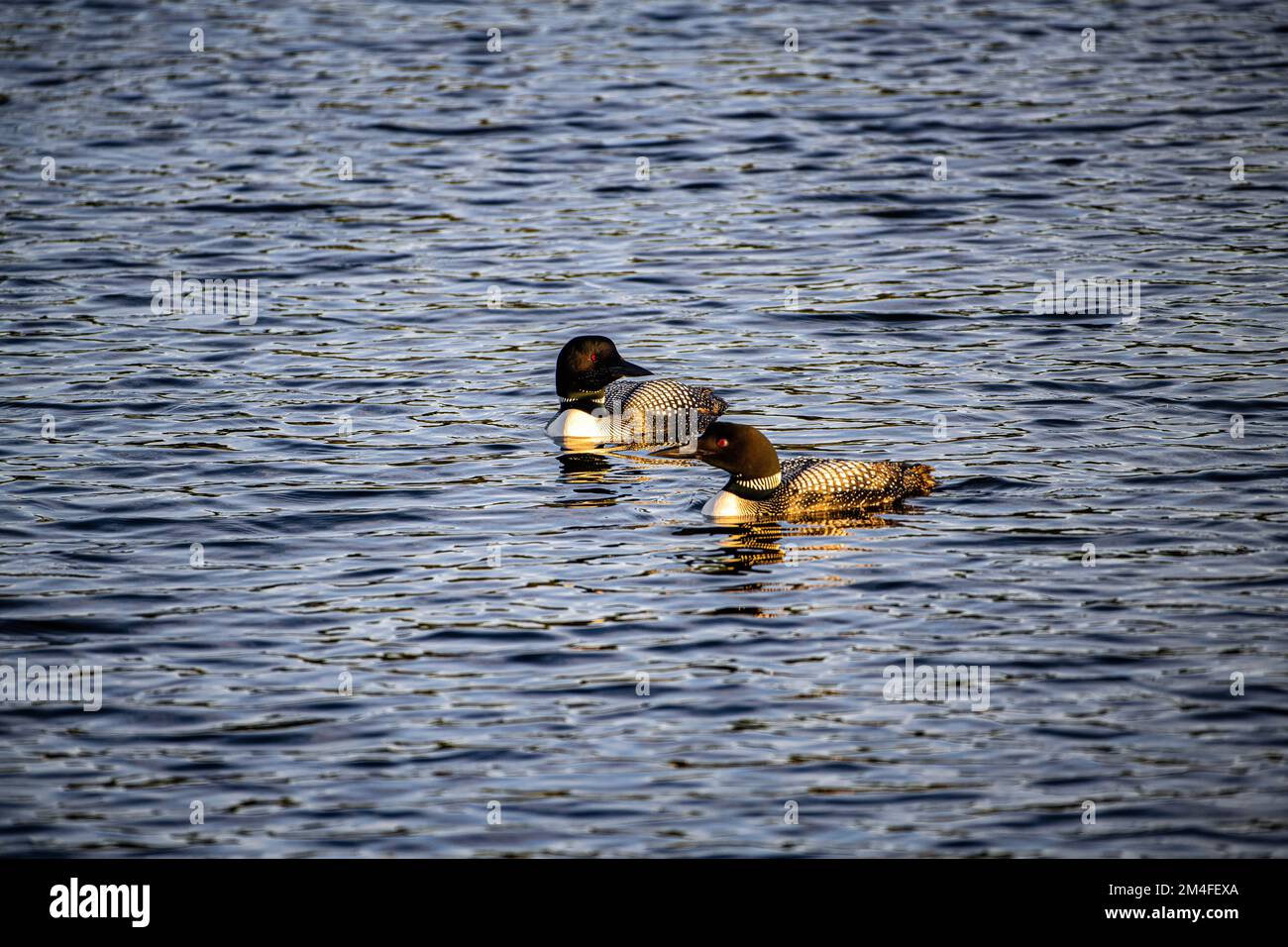 Loons birds hi-res stock photography and images - Alamy
