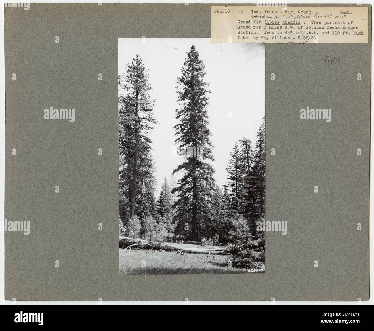 Tree Identification - Fir- Grand. Photographs Relating to National ...