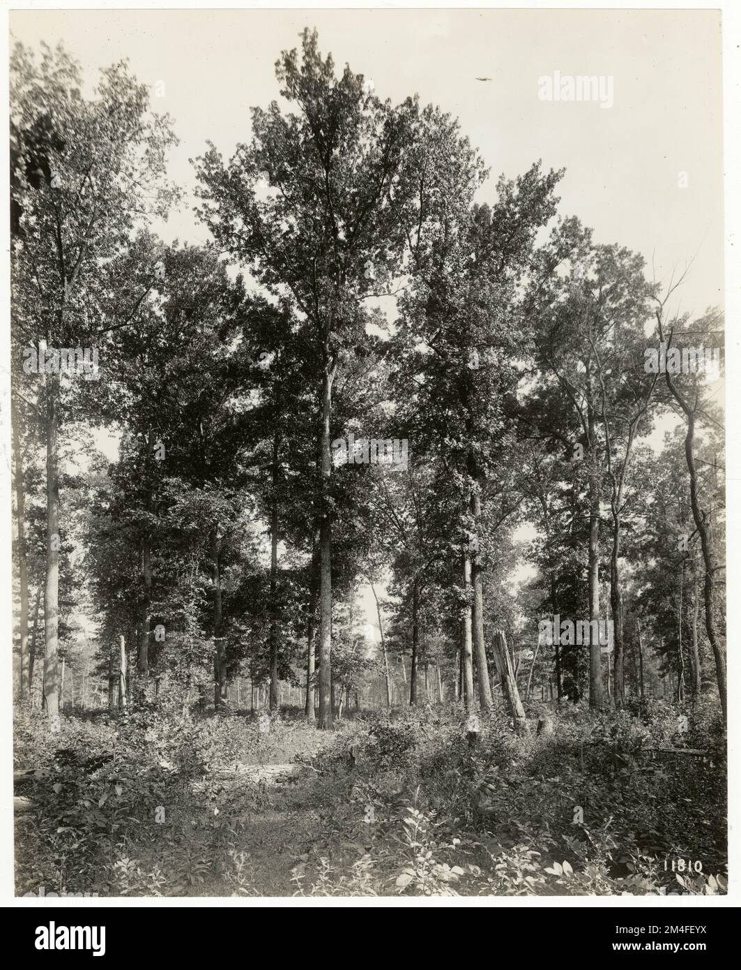 Tree Identification - Eucalyptus. Photographs Relating to National ...