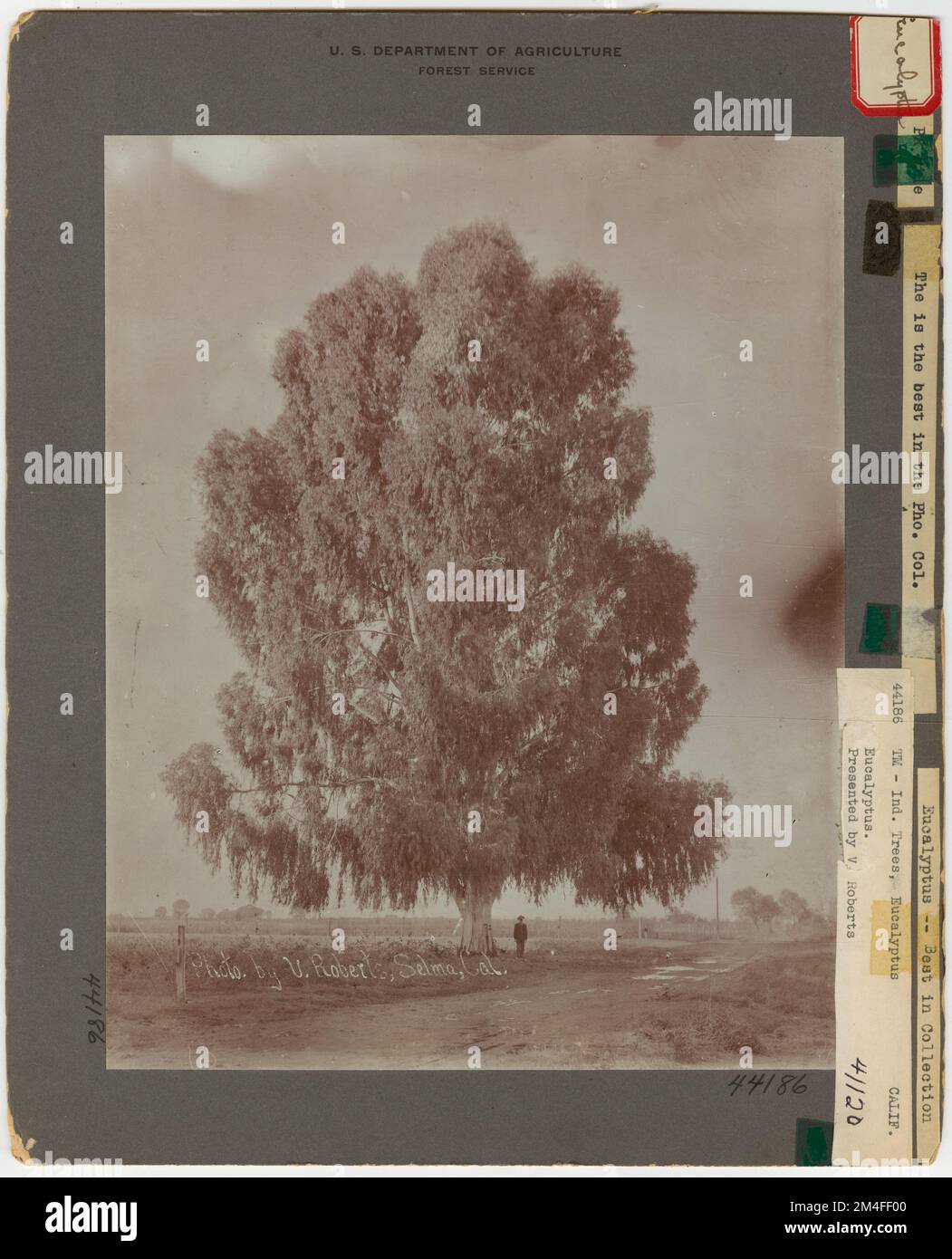 Tree Identification - Eucalyptus. Photographs Relating to National ...