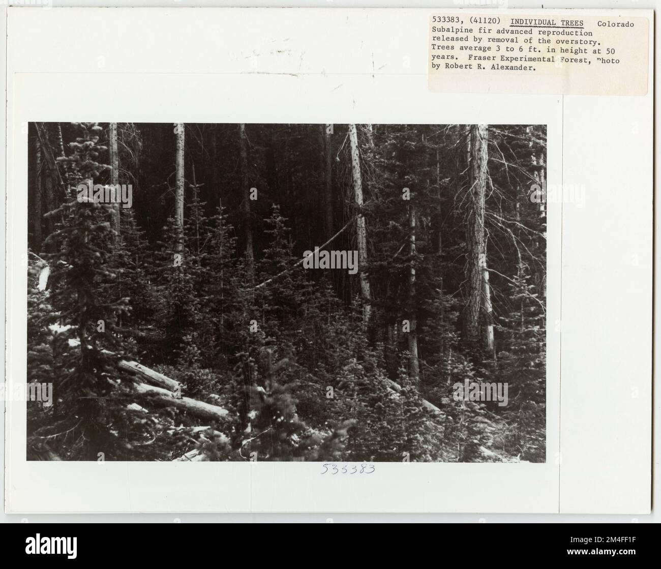 Tree Identification - Fir- Alpine. Photographs Relating to National ...