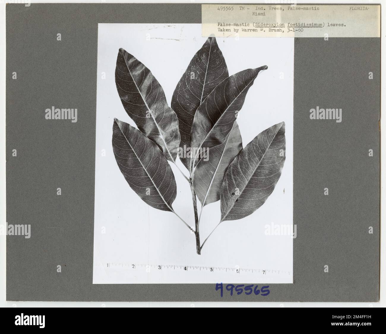 Tree Identification - False-Mastic. Photographs Relating to National ...