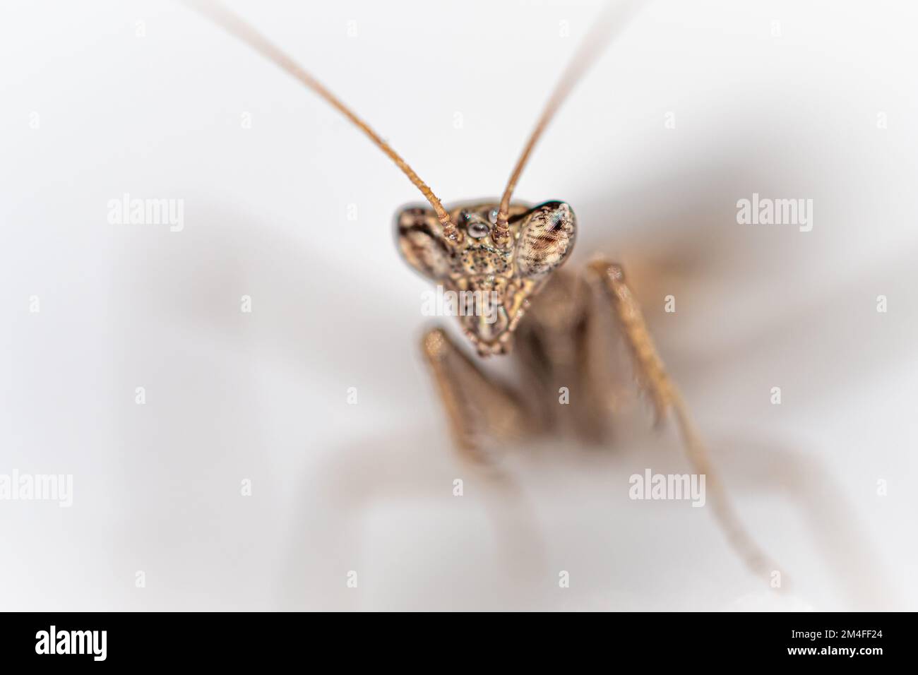 Cute isolated baby praying mantis insect with white background Stock ...