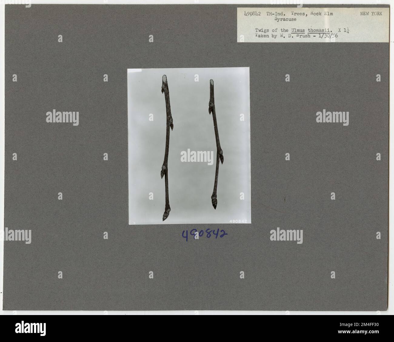 Tree Identification - Elm. Photographs Relating to National Forests ...