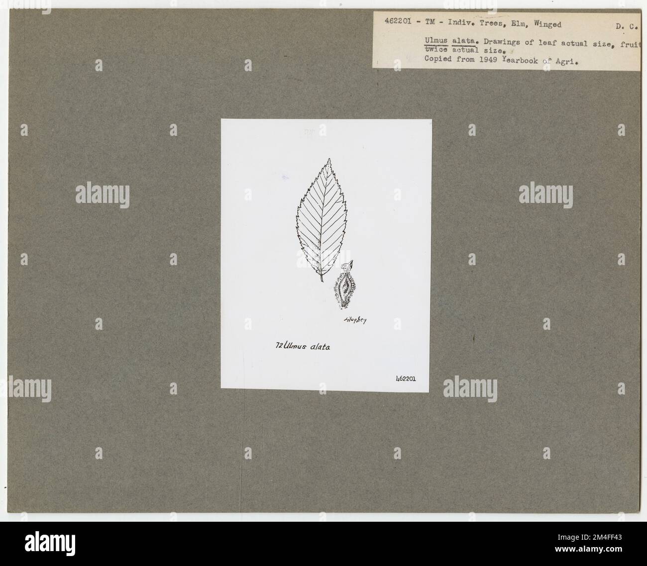 Tree Identification - Elm. Photographs Relating to National Forests ...