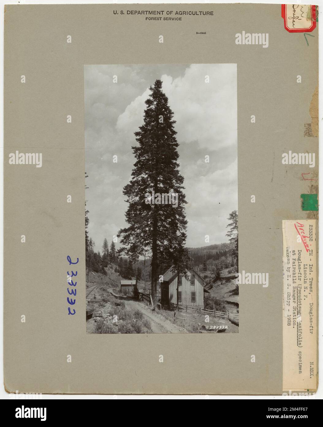 Tree Identification - Douglas. Photographs Relating to National Forests ...