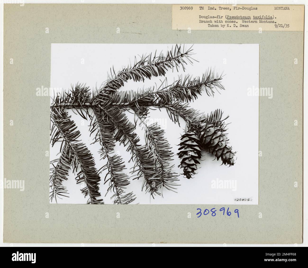 Tree Identification - Douglas. Photographs Relating to National Forests ...