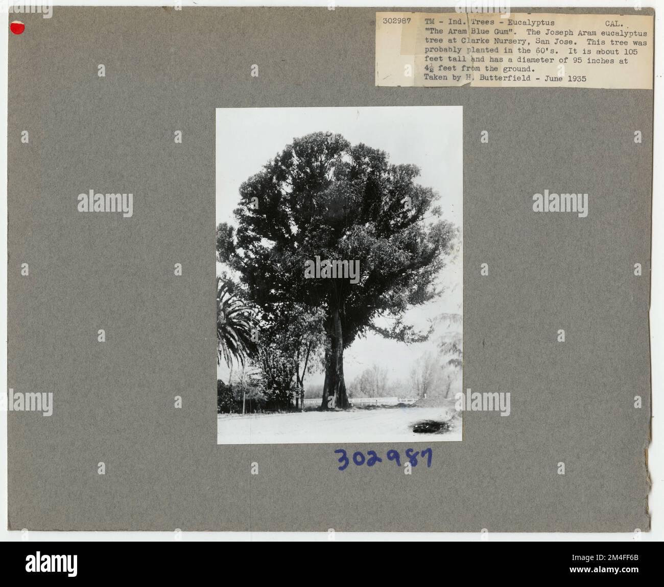 Tree Identification - Eucalyptus. Photographs Relating to National ...