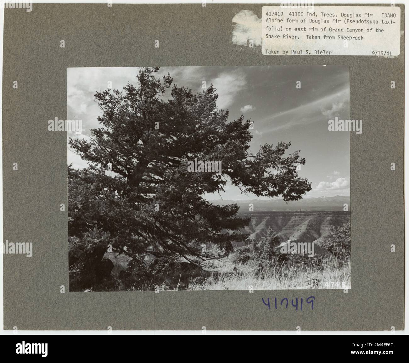 Tree Identification - Douglas. Photographs Relating to National Forests ...