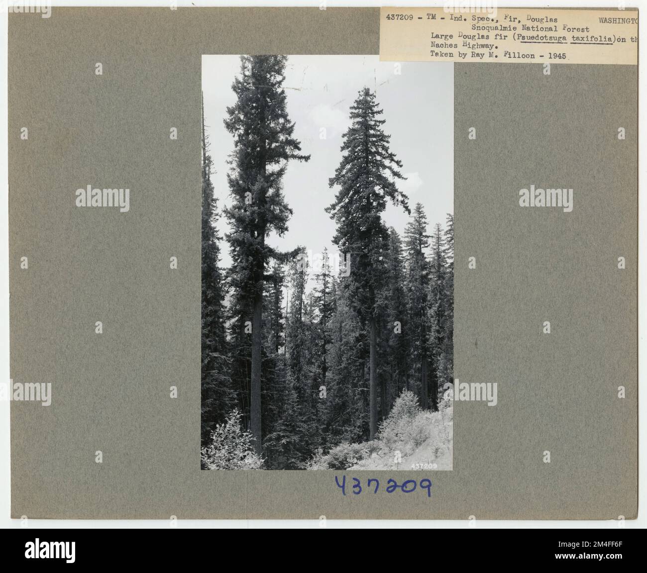 Tree Identification - Douglas. Photographs Relating to National Forests ...