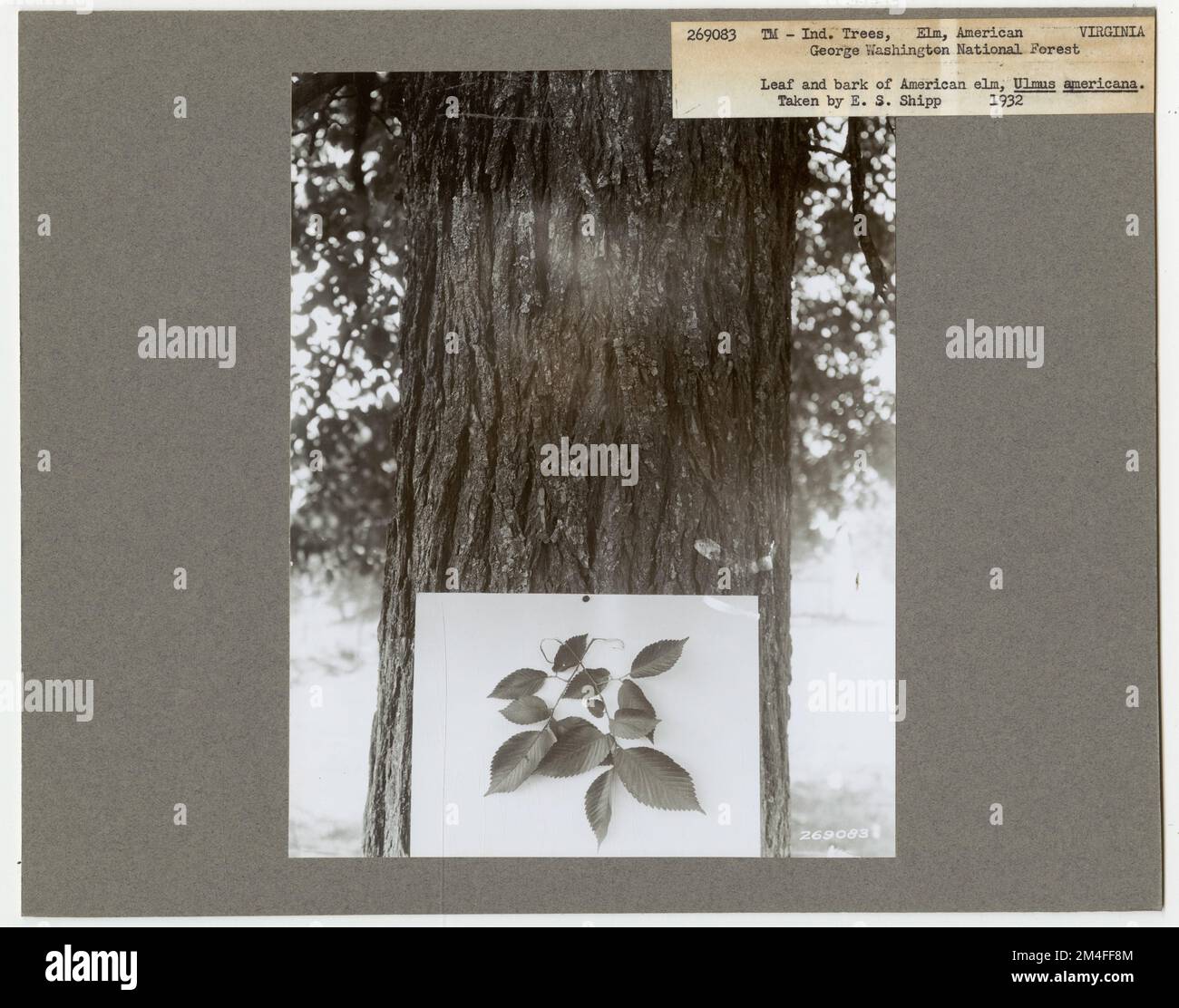 Tree Identification - Elm. Photographs Relating to National Forests ...