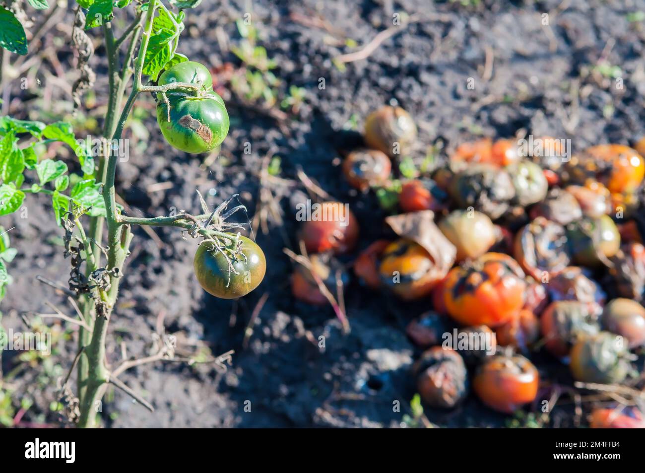 Healthy unhealthy plant hi-res stock photography and images - Alamy
