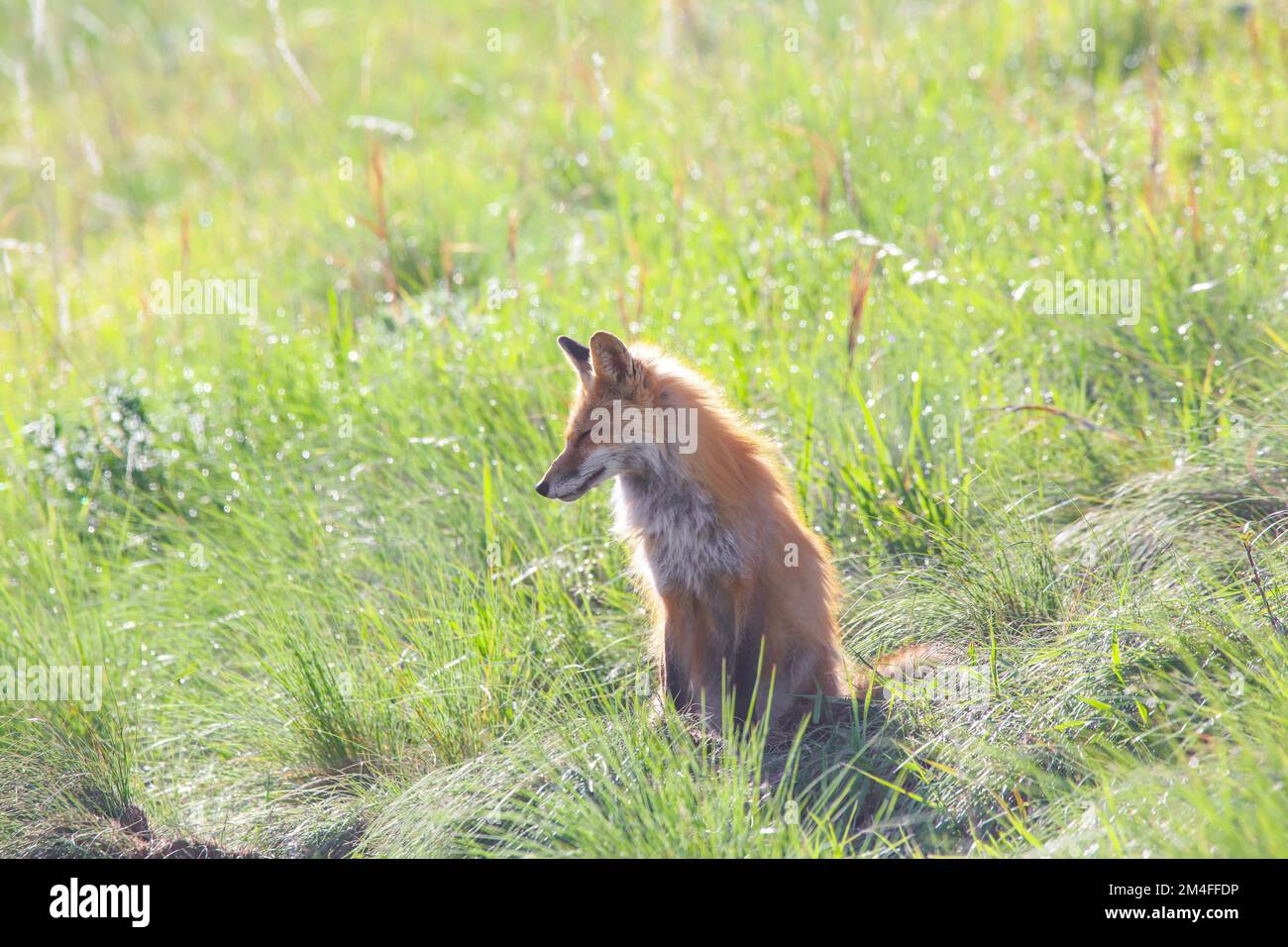A selective of an American red fox (Vulpes vulpes fulva) in green grass ...