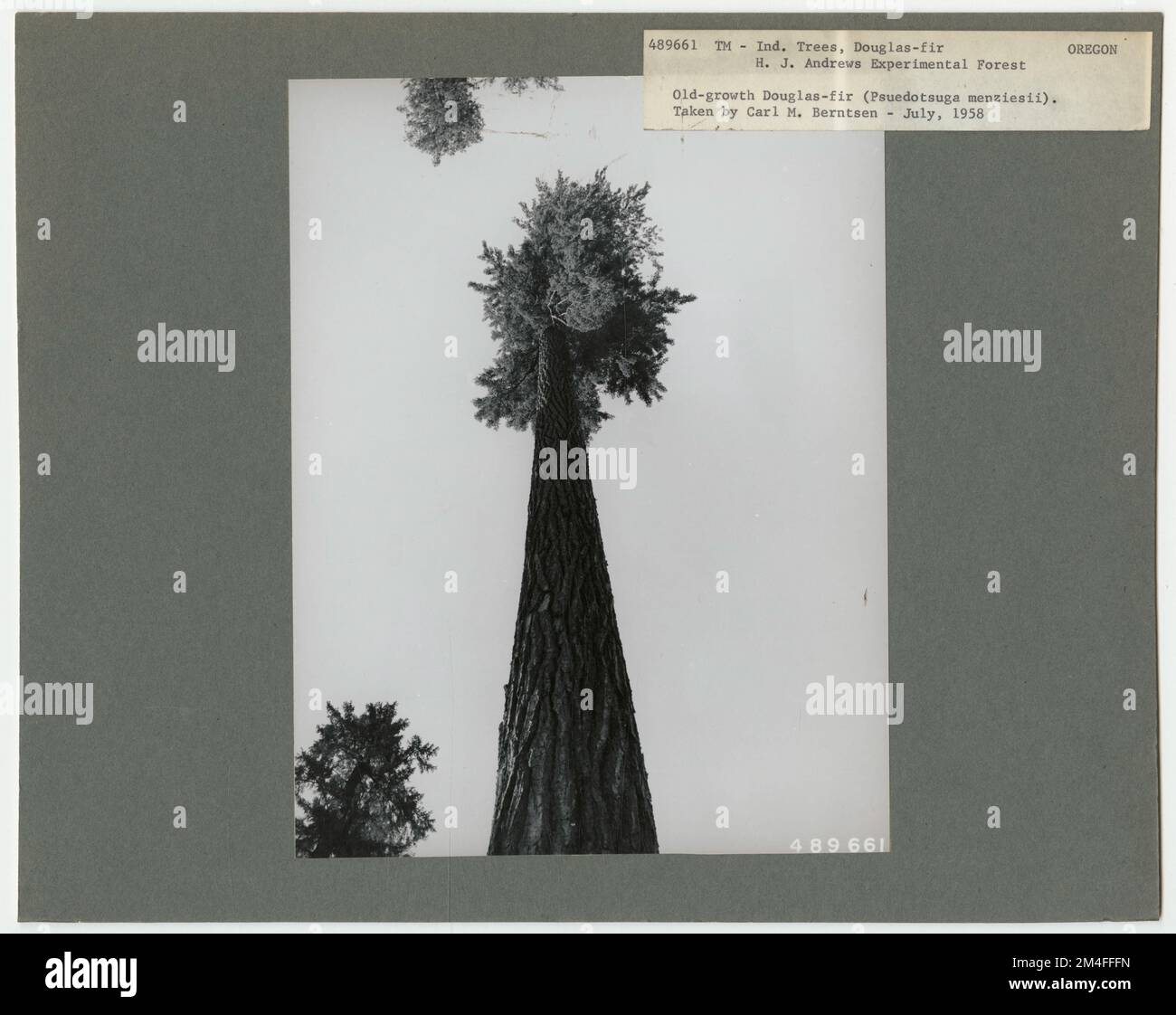 Tree Identification - Douglas. Photographs Relating to National Forests ...