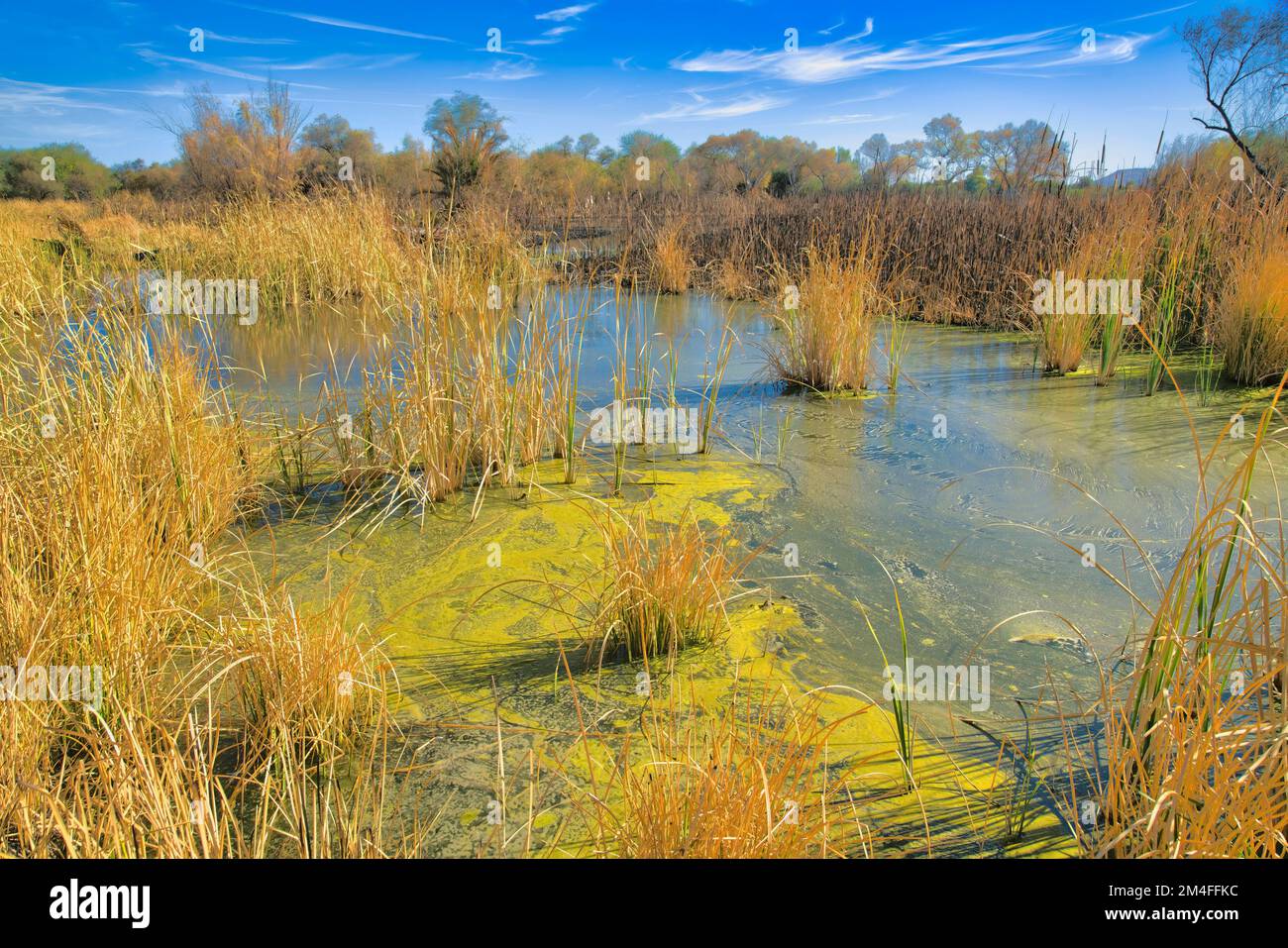 Marsh with tall grasses in Sweetland Wetlands in Tucson, Arizona. There ...