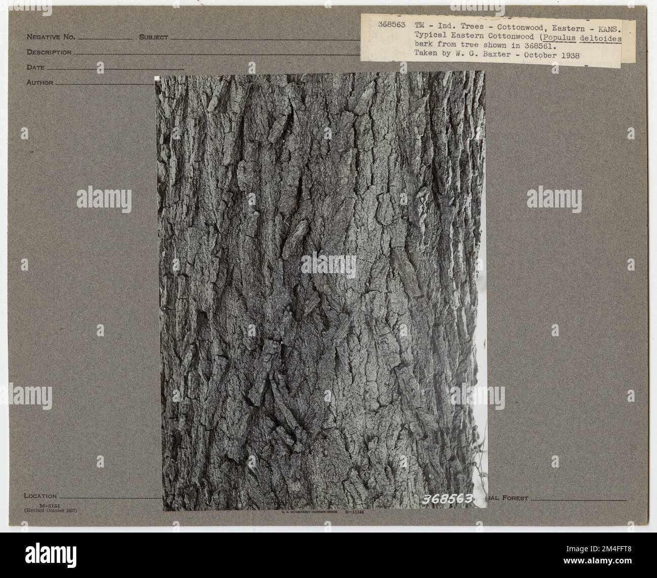 Tree Identification - Cottonwood. Photographs Relating to National ...
