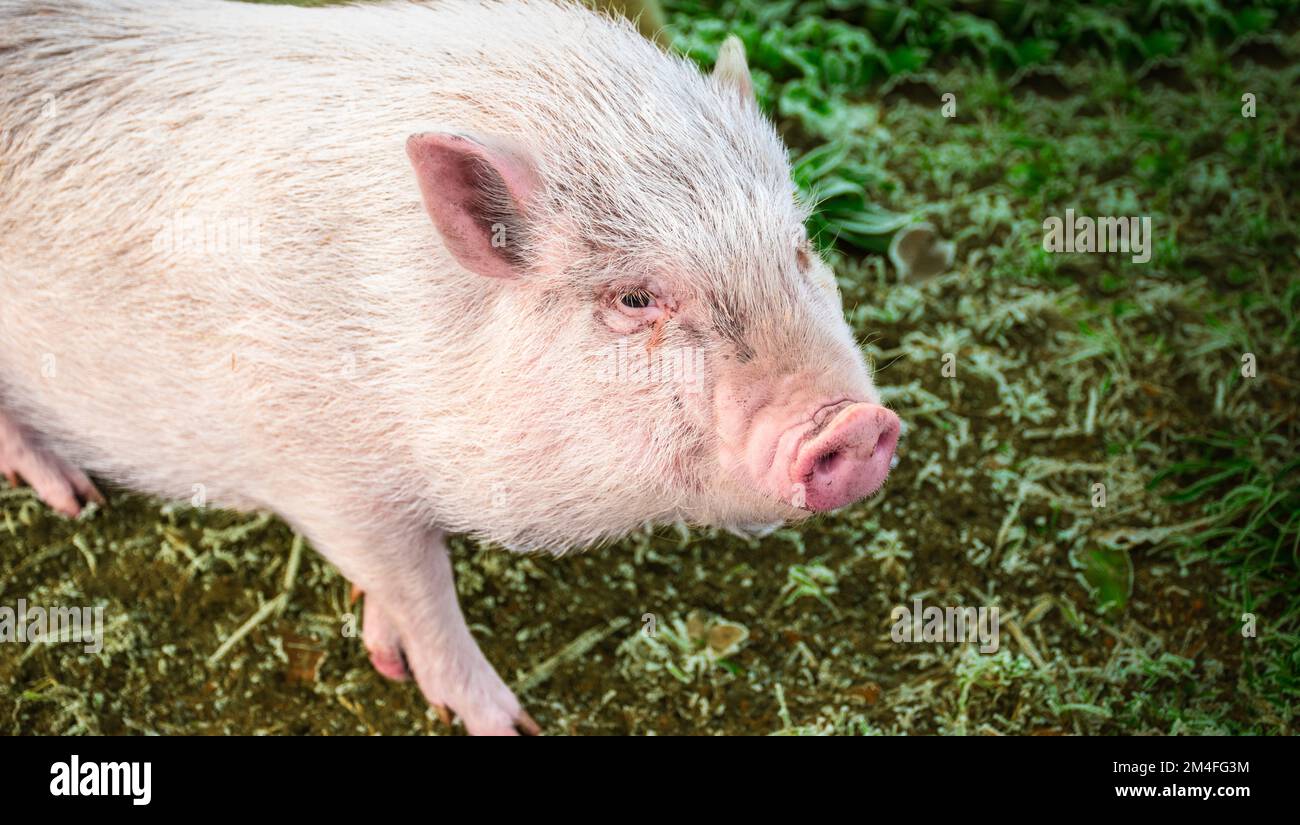 Mini pig on the grass Stock Photo - Alamy