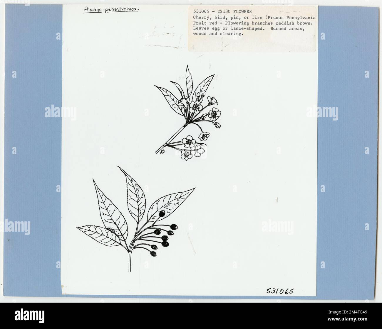 Tree Identification - Cherry. Photographs Relating to National Forests ...