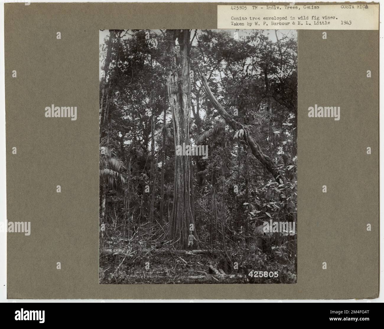 Tree Identification - Cenizo. Photographs Relating to National Forests ...