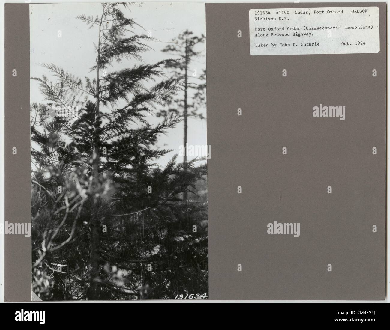 Tree Identification - Cedar. Photographs Relating to National Forests ...