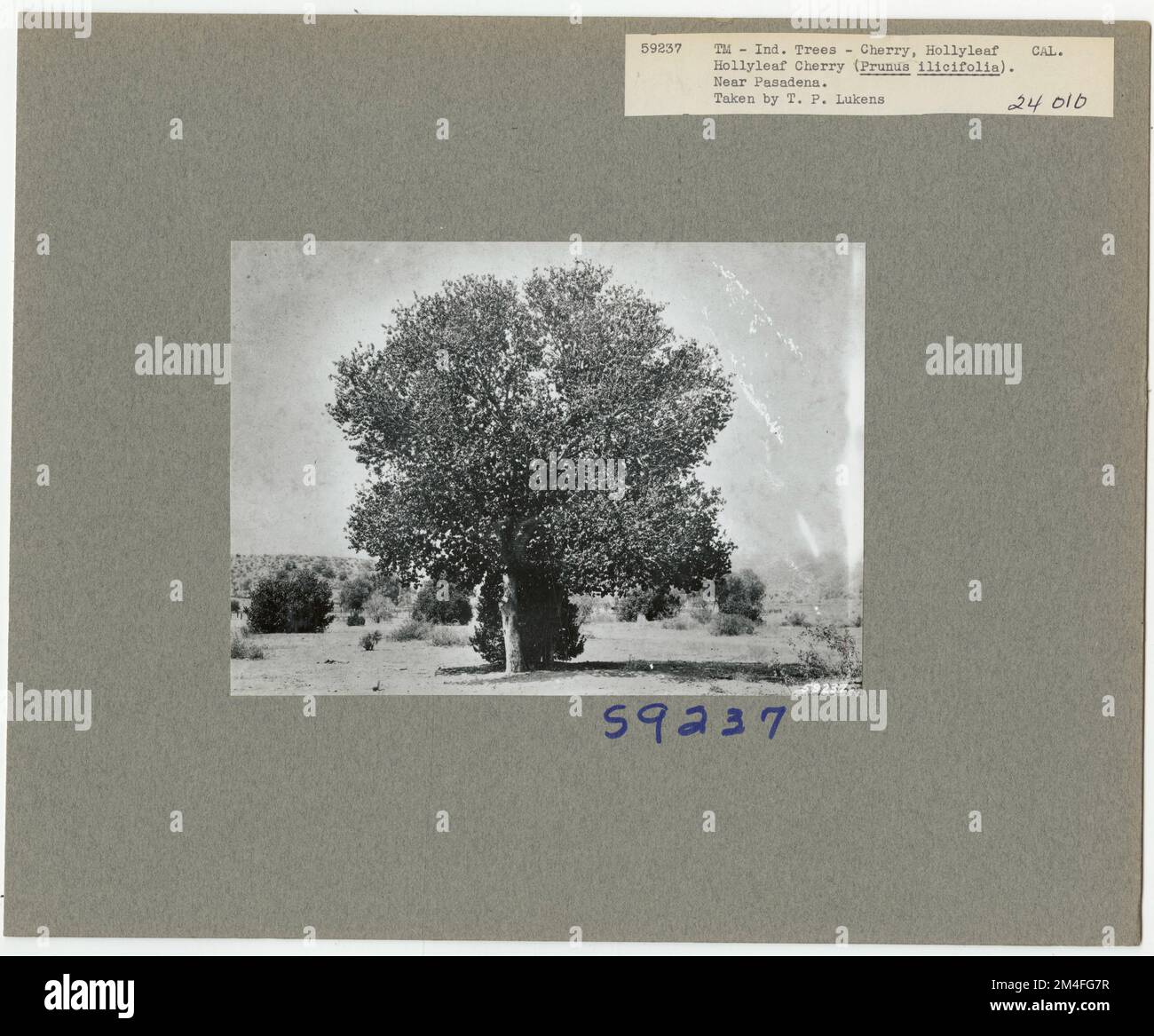 Tree Identification - Cherry. Photographs Relating to National Forests ...