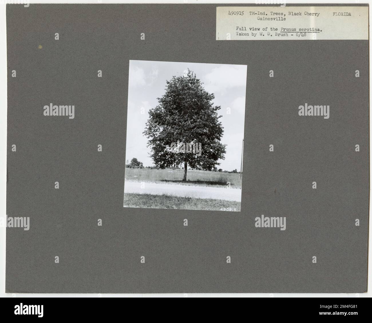 Tree Identification - Cherry. Photographs Relating to National Forests ...