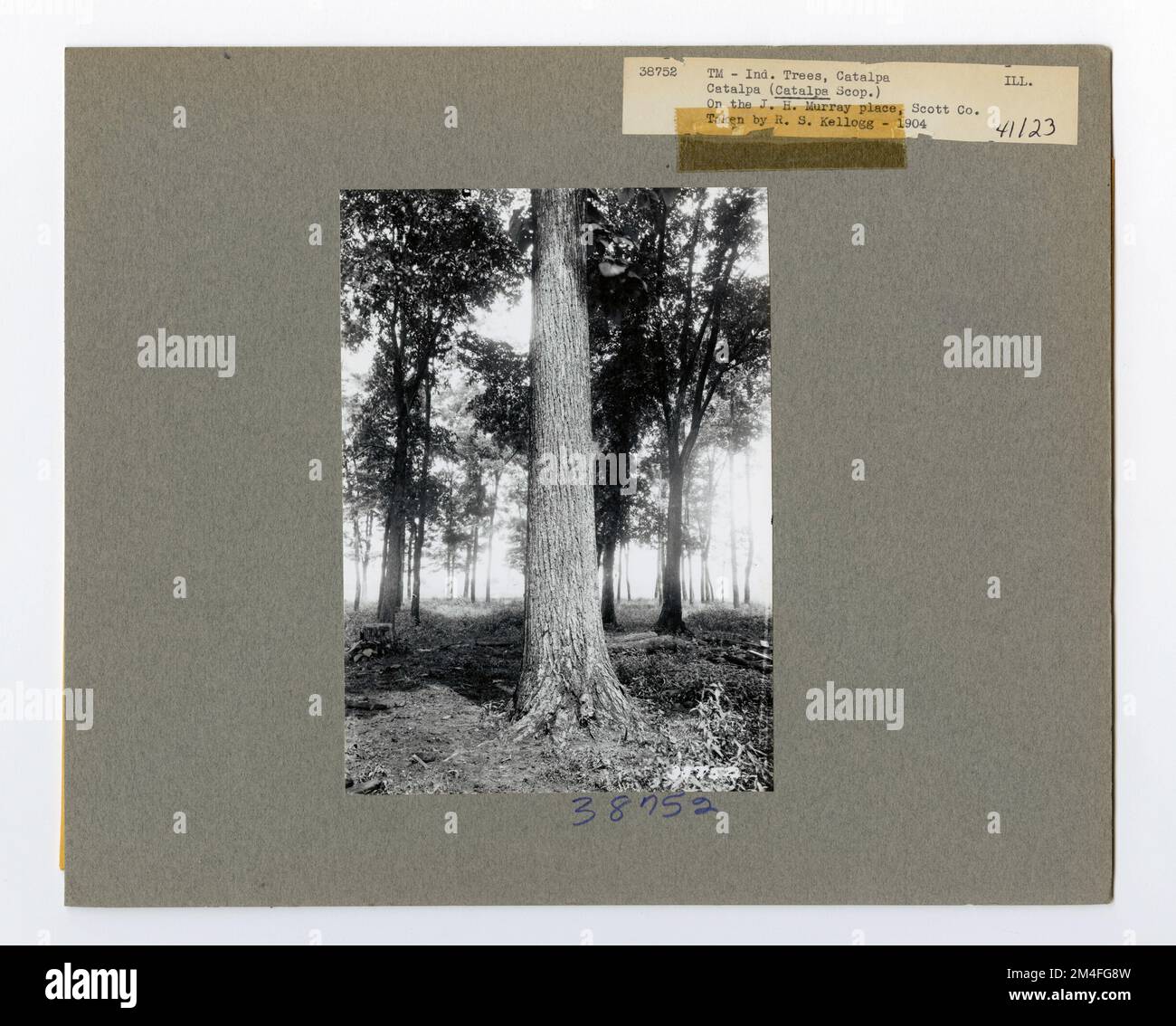 Tree Identification - Catalpa. Photographs Relating to National Forests ...