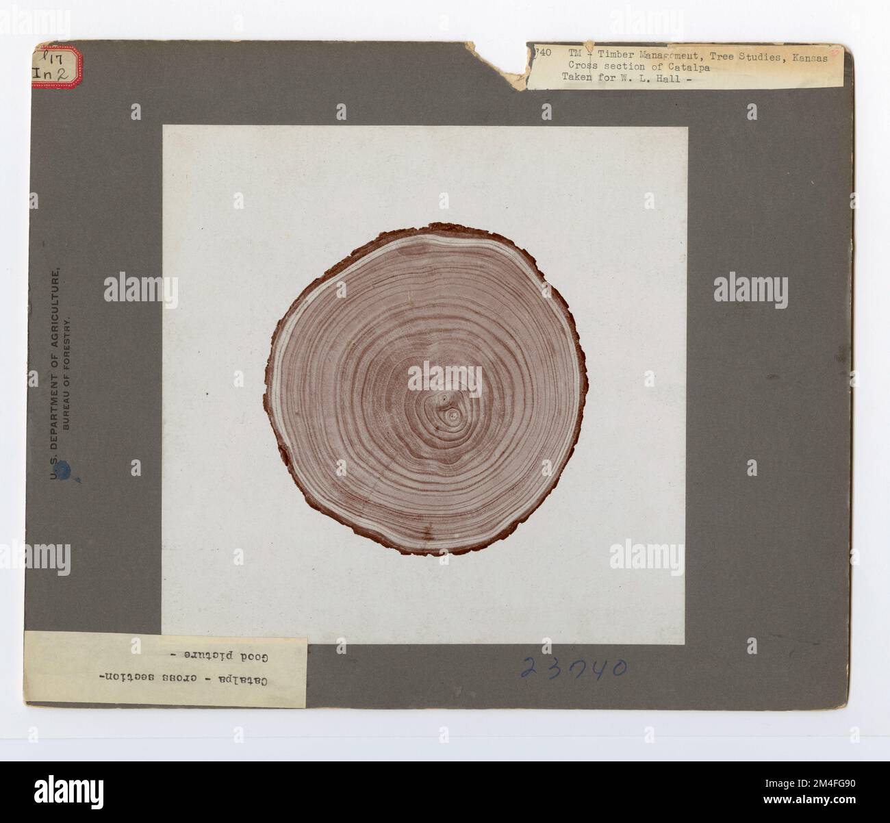 Tree Identification - Catalpa. Photographs Relating to National Forests ...