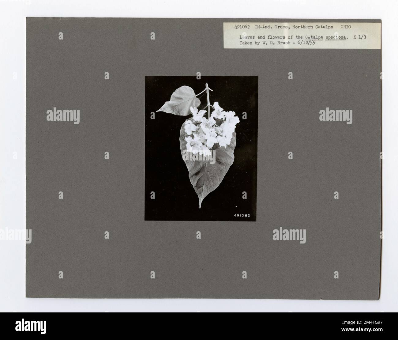 Tree Identification - Catalpa. Photographs Relating to National Forests ...