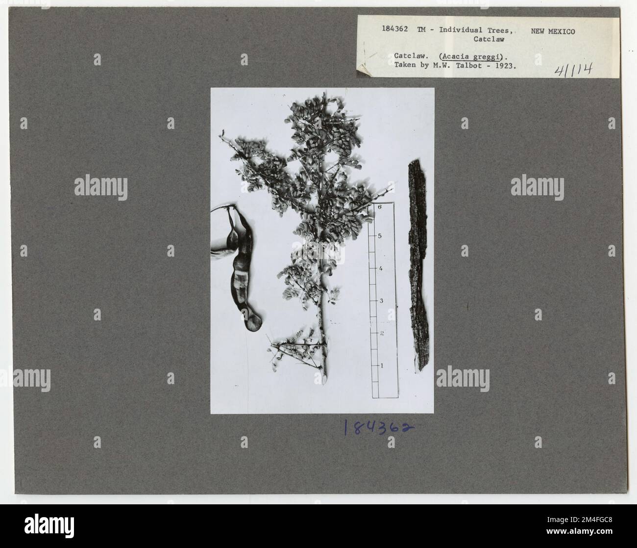 Tree Identification - Catclaw. Photographs Relating to National Forests ...
