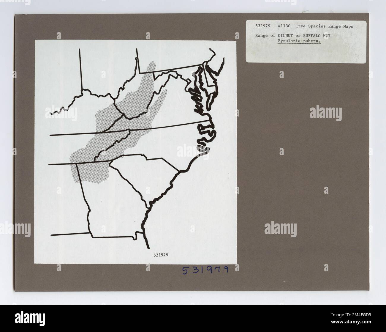 Tree Identification - Buffalo Nut. Photographs Relating to National ...