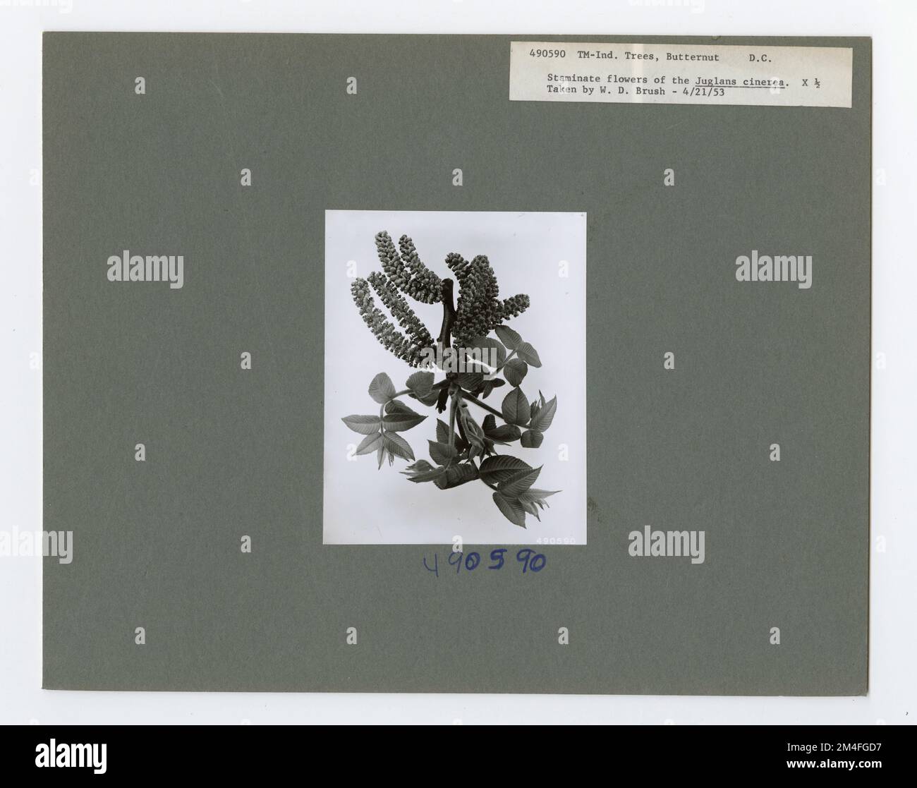 Tree Identification - Butternut. Photographs Relating to National ...