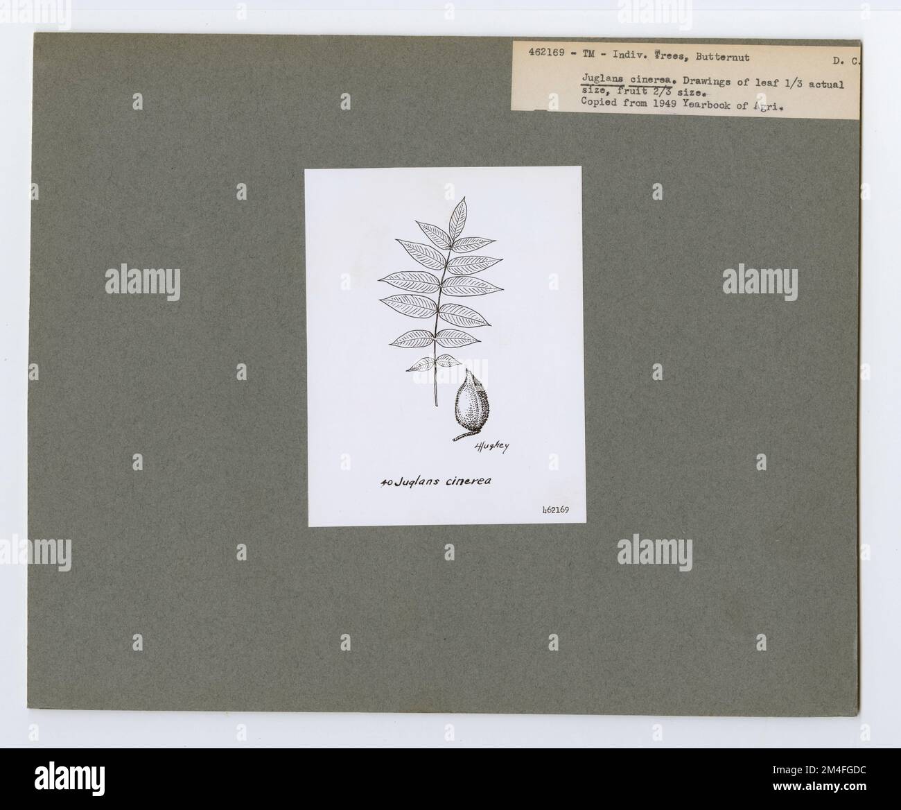 Butternut tree hi-res stock photography and images - Alamy