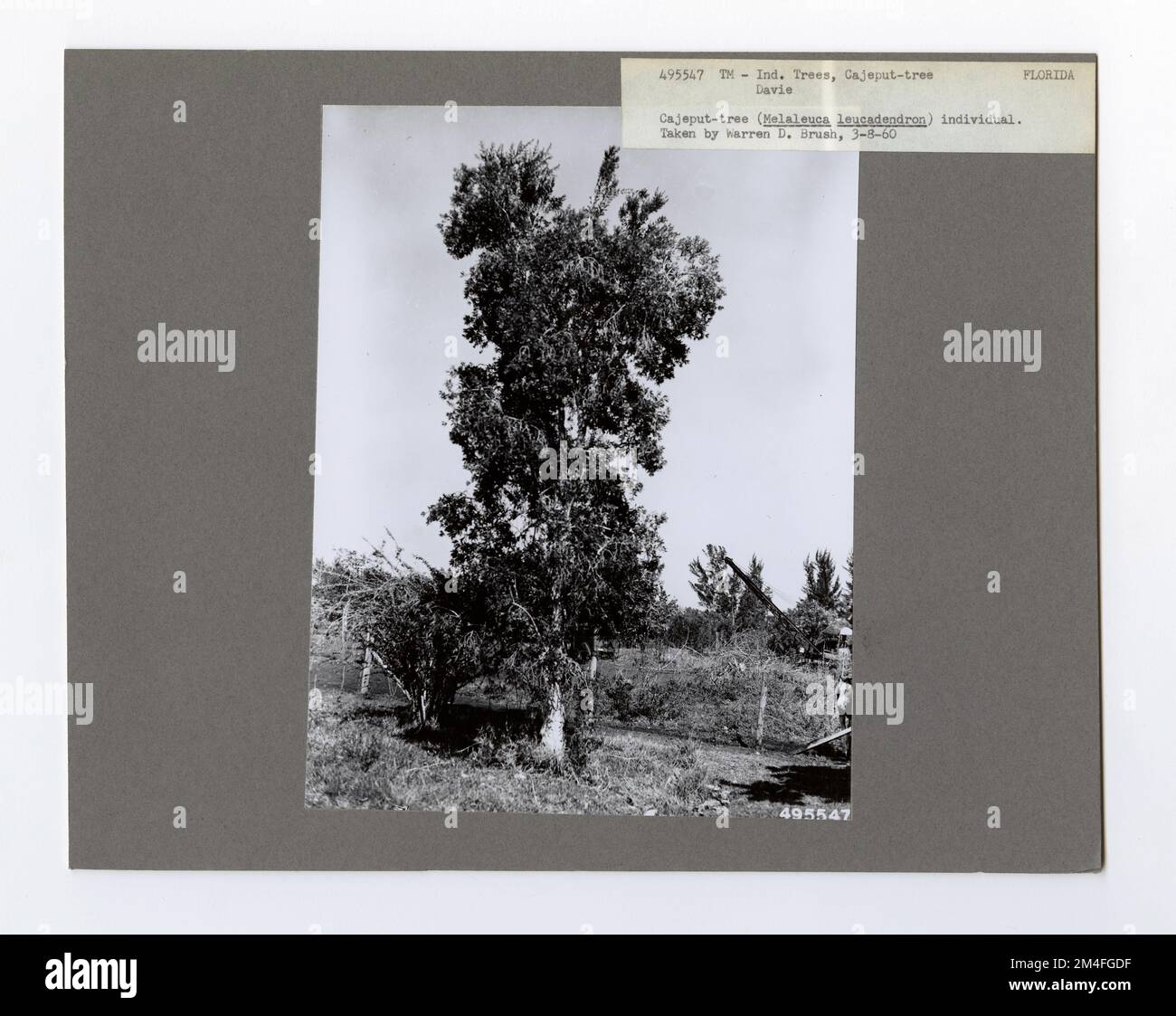 California laurel tree hi-res stock photography and images - Alamy