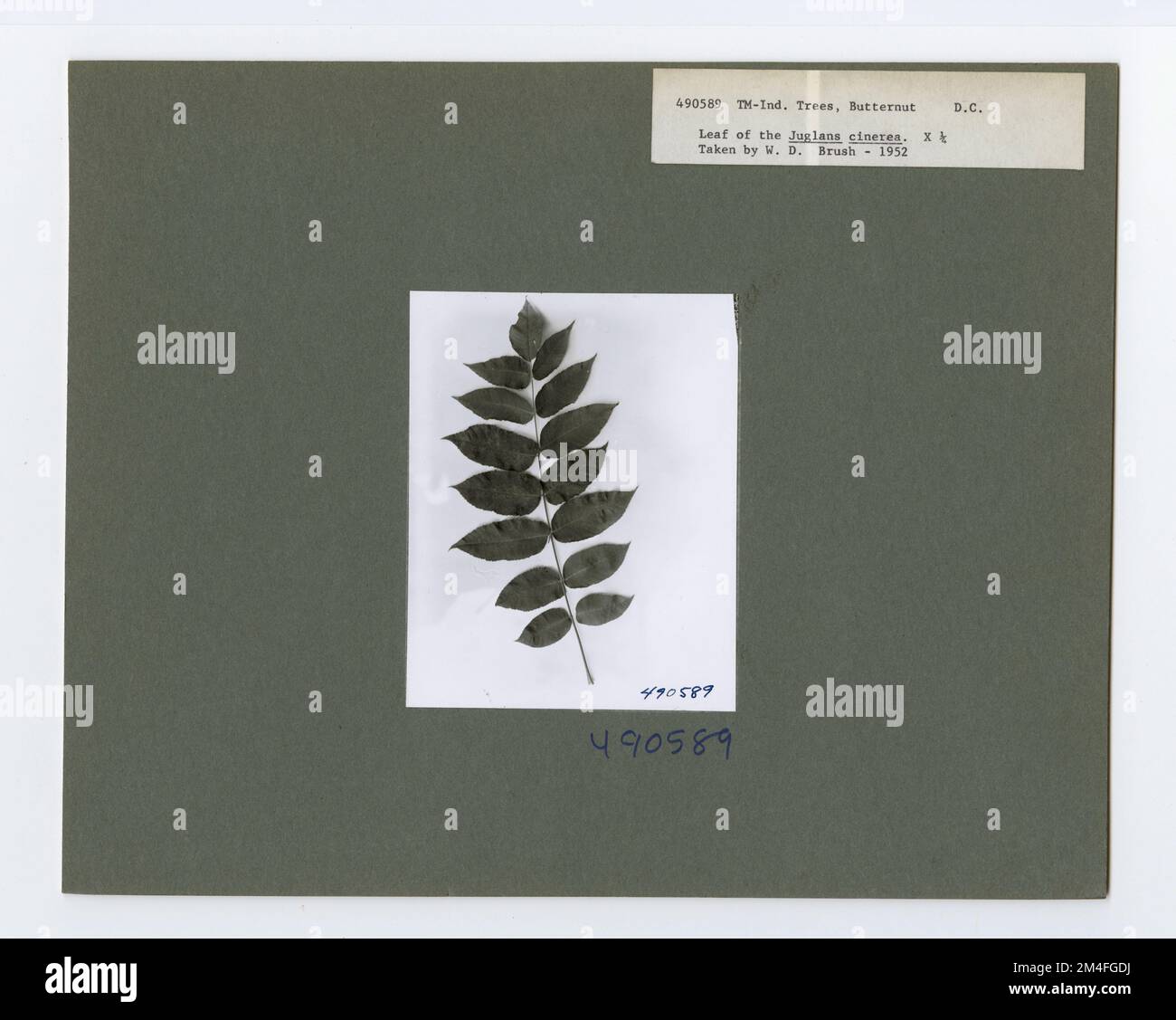 Tree Identification - Butternut. Photographs Relating to National ...