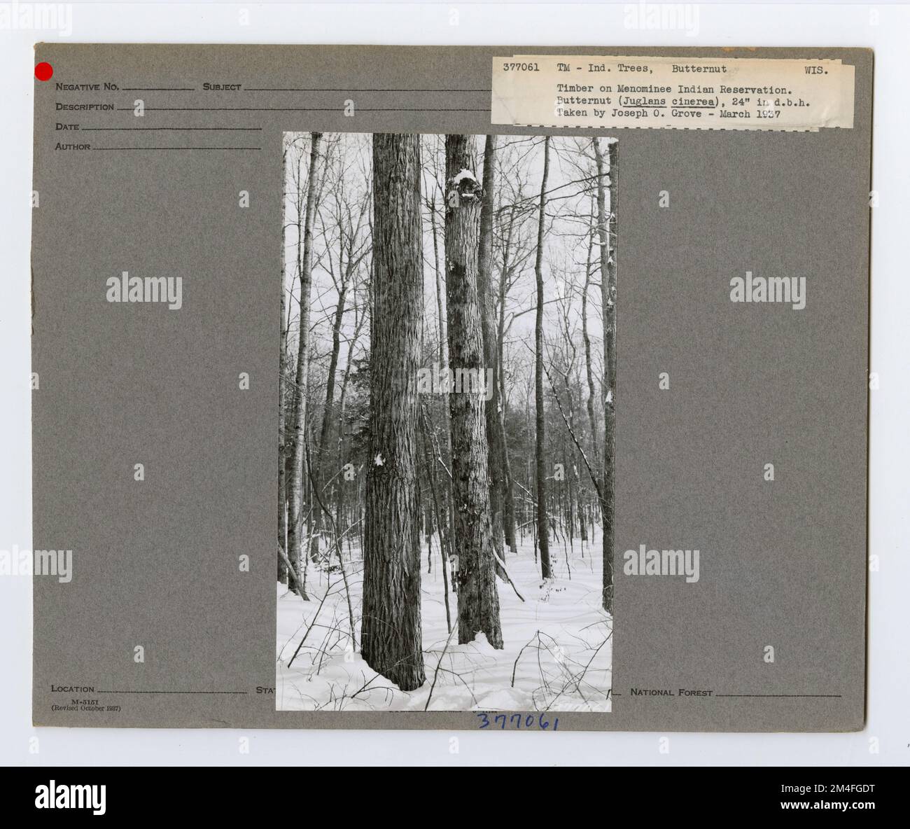 Tree Identification - Butternut. Photographs Relating to National ...